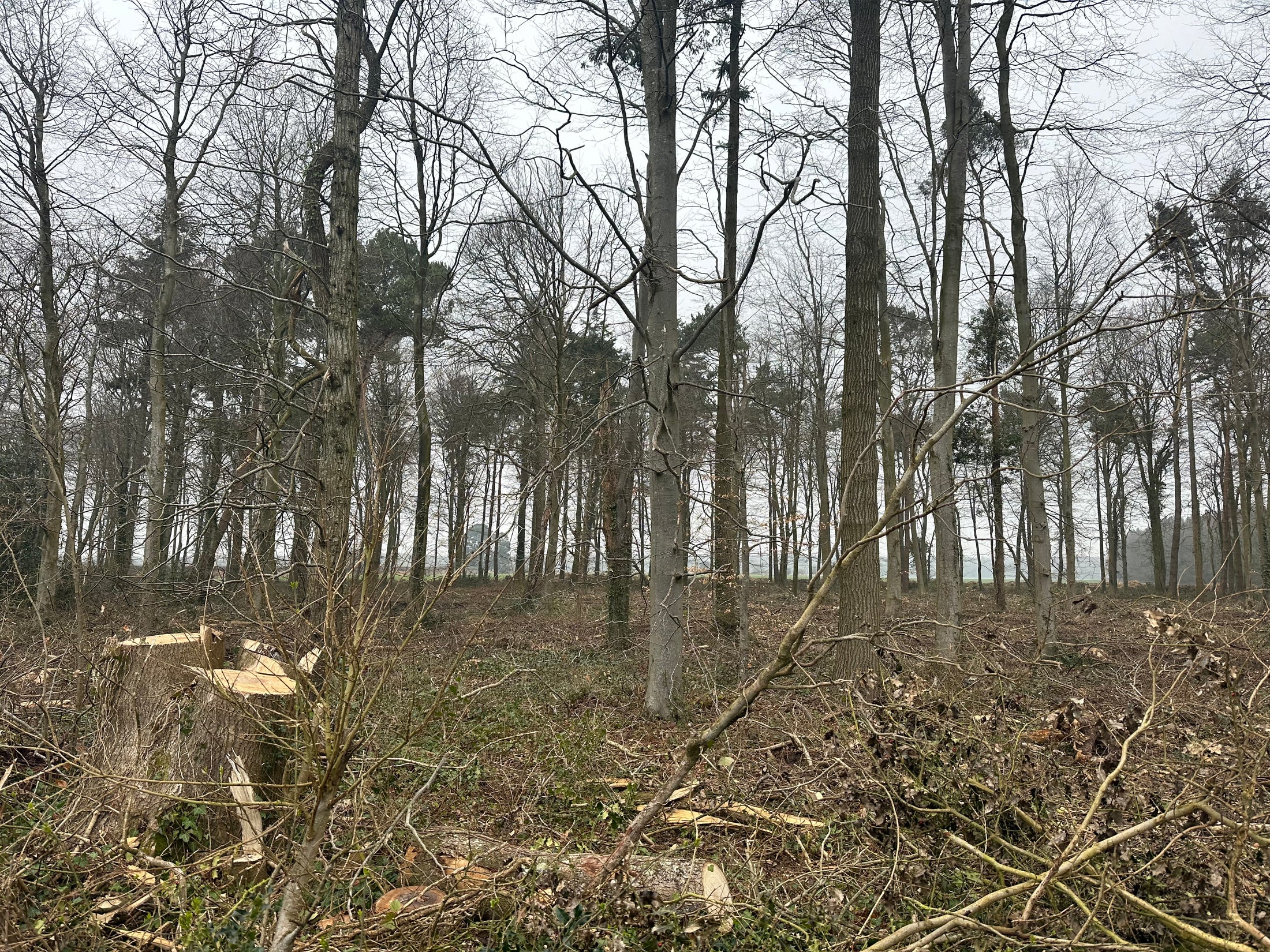 Understanding Deer Bark Stripping, Browsing, and Brashing: Managing Wo ...