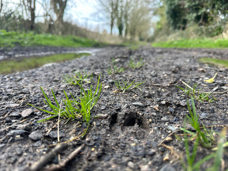 The Complexities of Reintroducing Predators into the UK – Wildscape ...