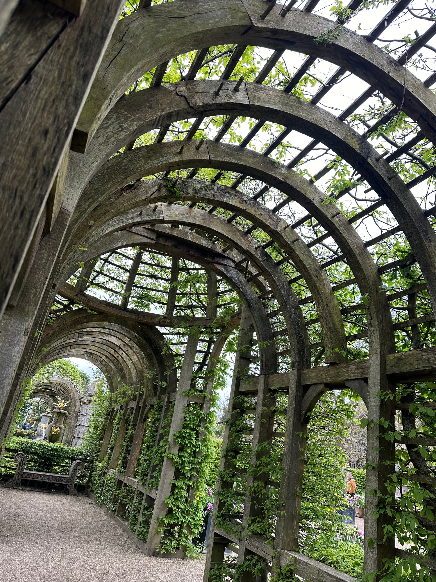 Anatomy of Deer Series 8/10: The Immune and Endocrine Systems ...