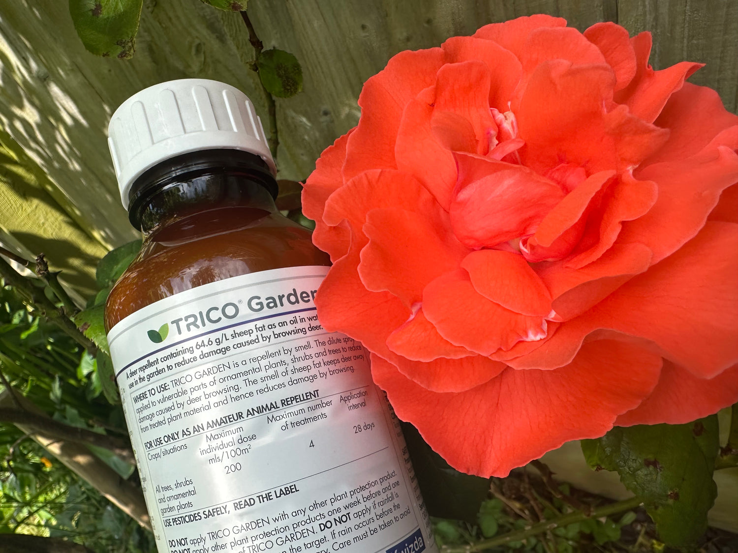 Anatomy of Deer Series 8/10: The Immune and Endocrine Systems ...