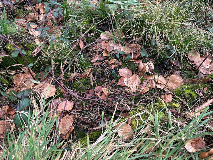 How We Conduct Deer Impact Assessments; CWS1 Grant Deer Survey ...