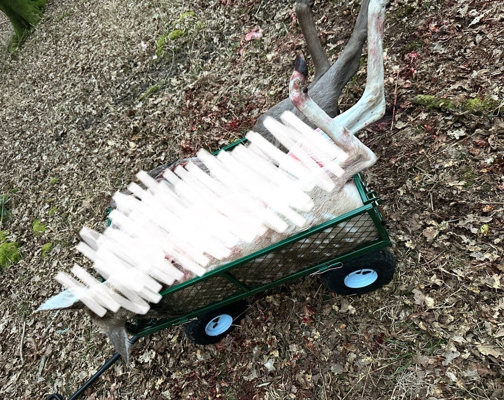 Anatomy of Deer Series 8/10: The Immune and Endocrine Systems ...