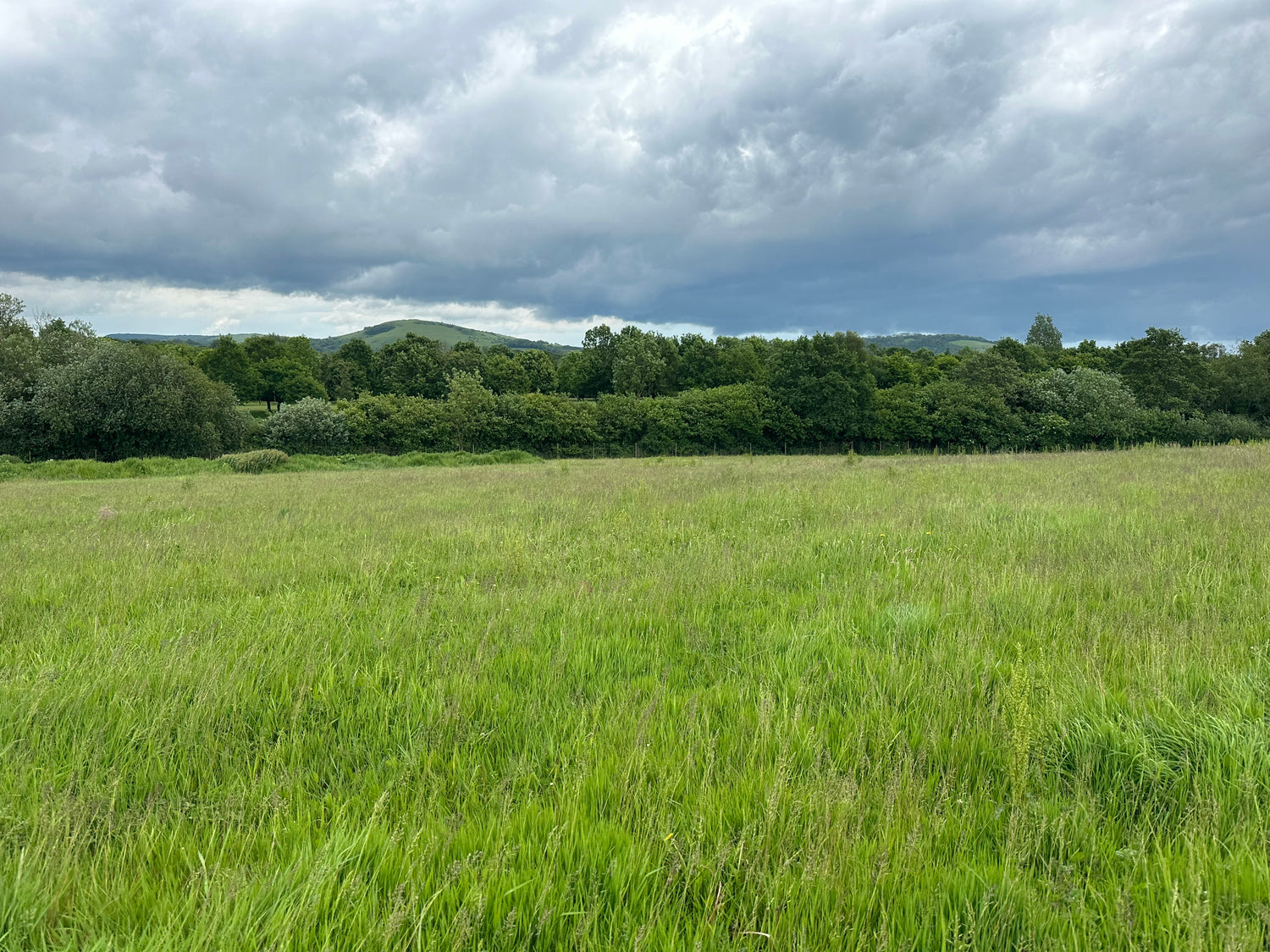 Anatomy of Deer Series 8/10: The Immune and Endocrine Systems ...