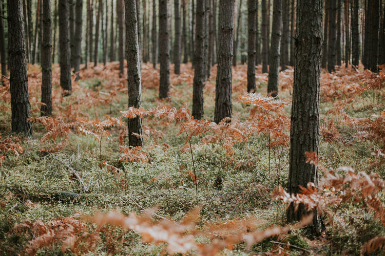 Navigating Deer Browsing: Remedies and Repercussions for Woodland ...